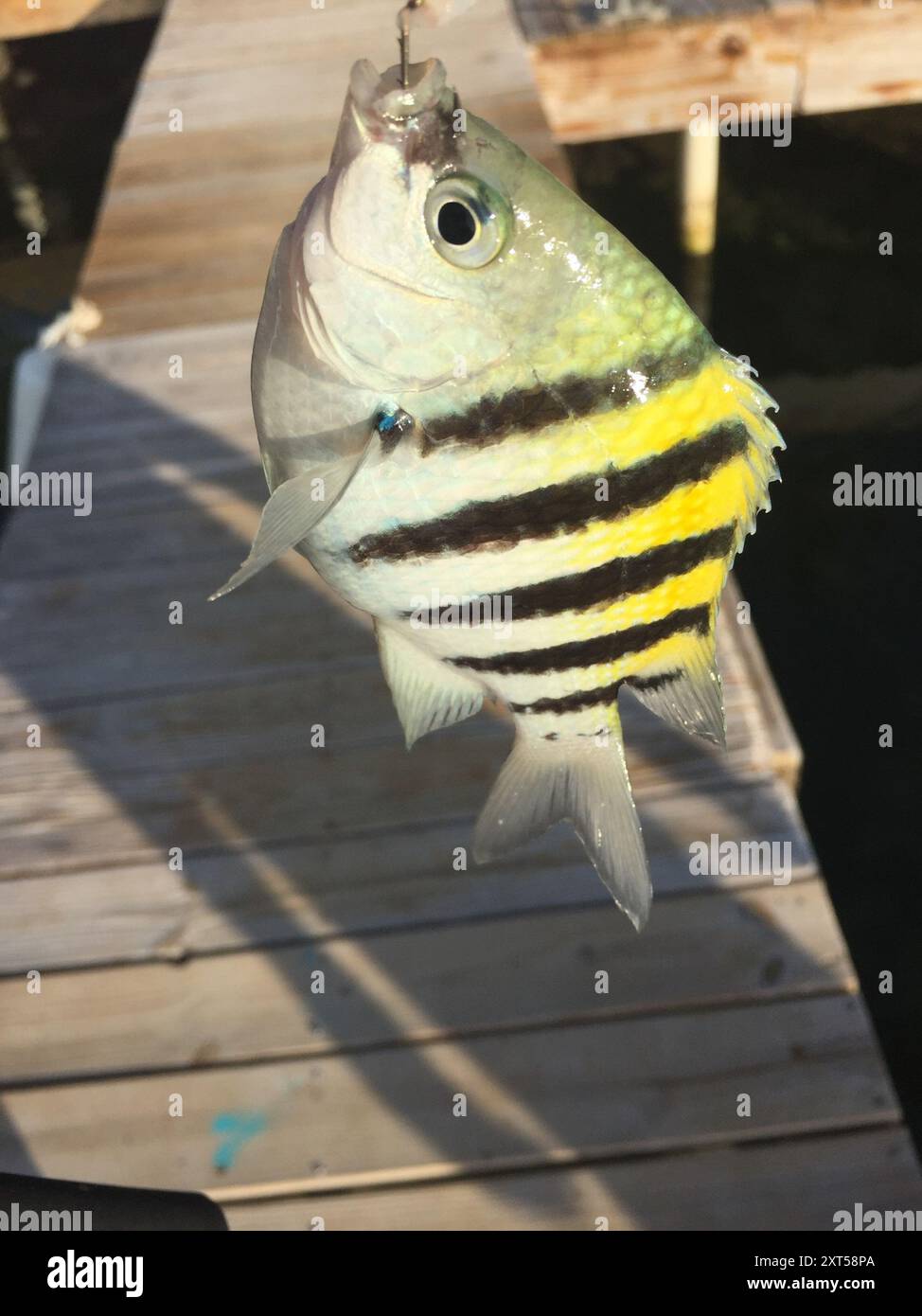 Atlantic Sergeant Major (Abudefduf saxatilis) Actinopterygii Stock ...