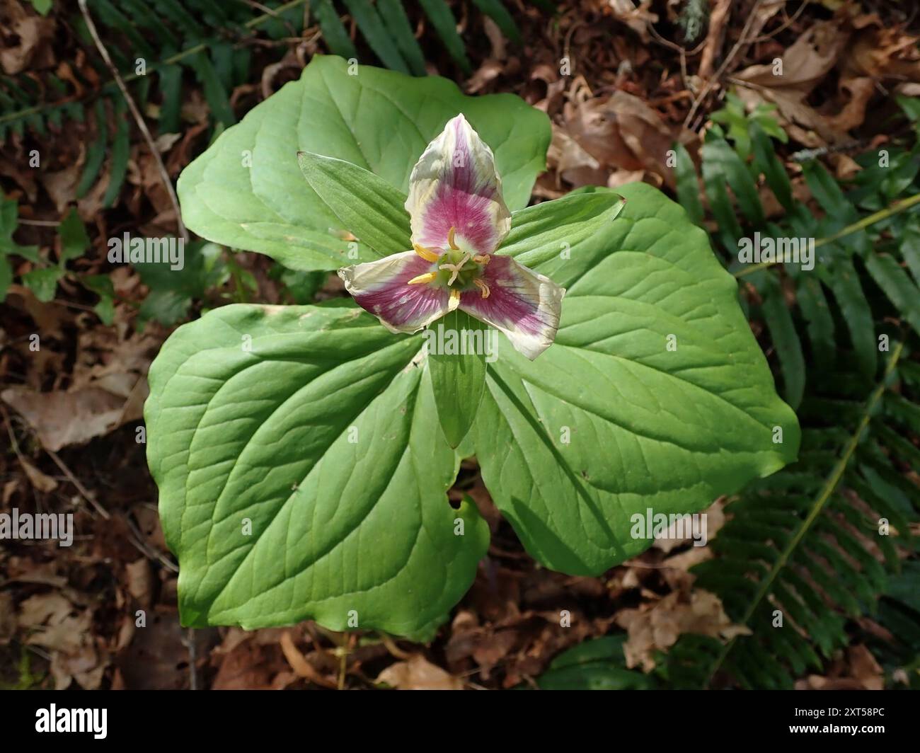 Pacific trillium (Trillium ovatum) Plantae Stock Photo - Alamy