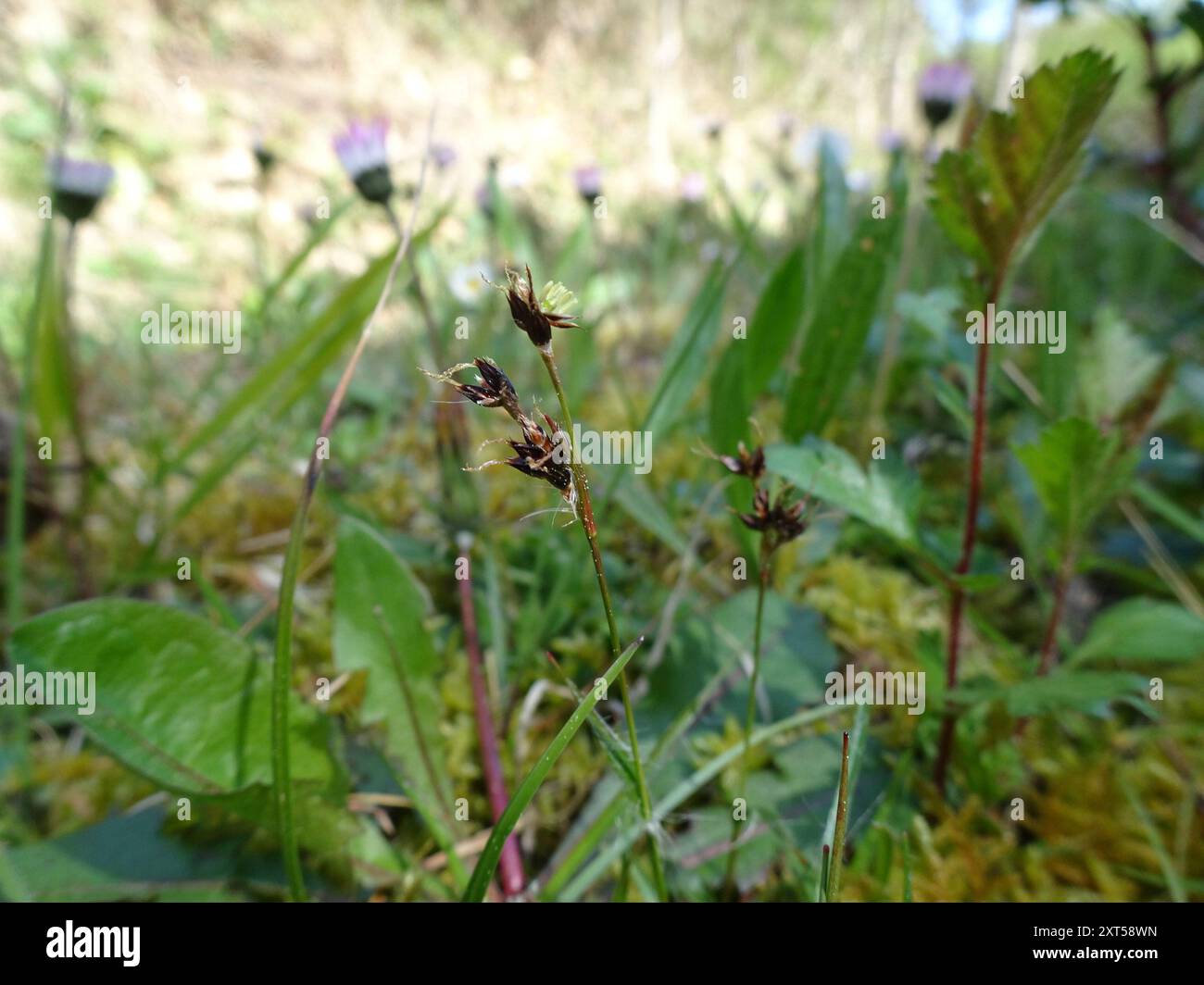 Field woodrush (Luzula campestris) Plantae Stock Photo - Alamy