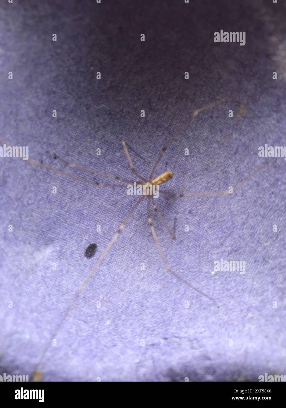 Long-bodied Cellar Spider (Pholcus phalangioides) Arachnida Stock Photo ...