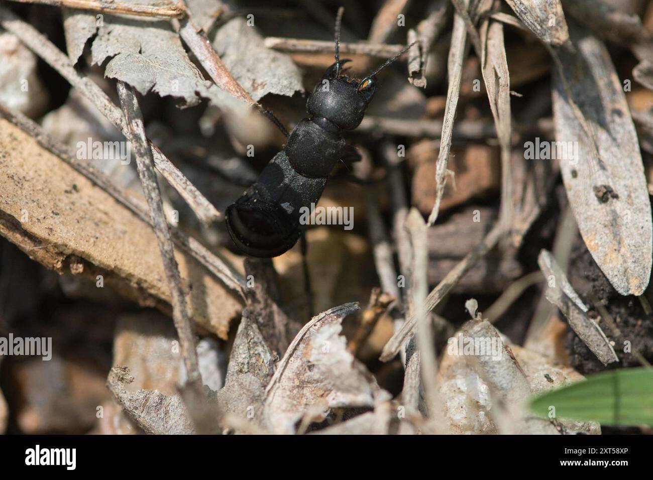 Devil's Coach Horse Beetle (Ocypus olens) Insecta Stock Photo - Alamy