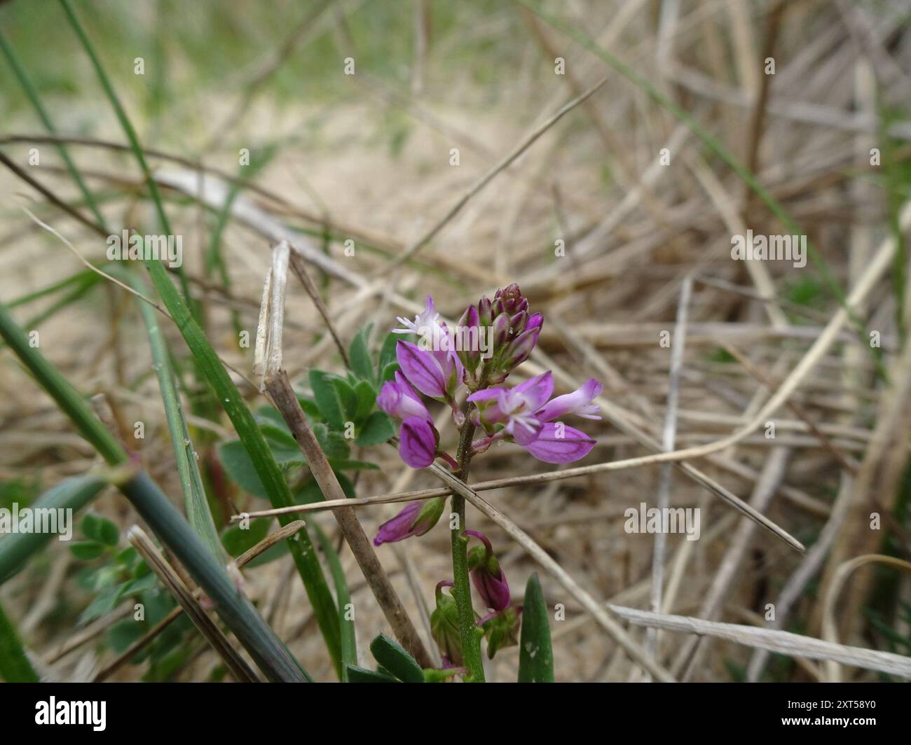 Common Milkwort (Polygala vulgaris) Plantae Stock Photo - Alamy