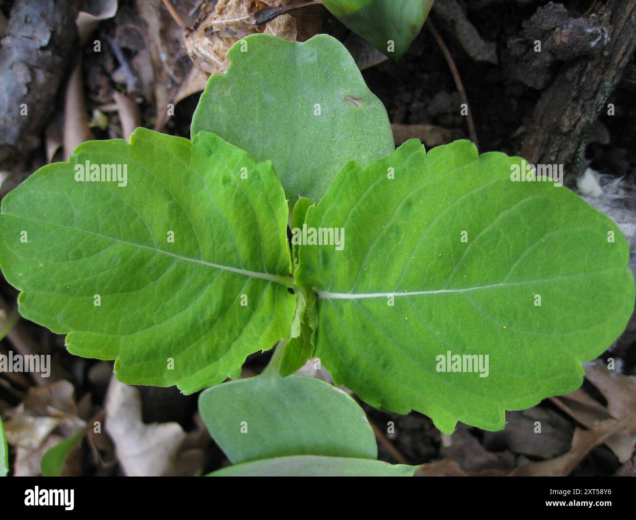 common jewelweed (Impatiens capensis) Plantae Stock Photo - Alamy
