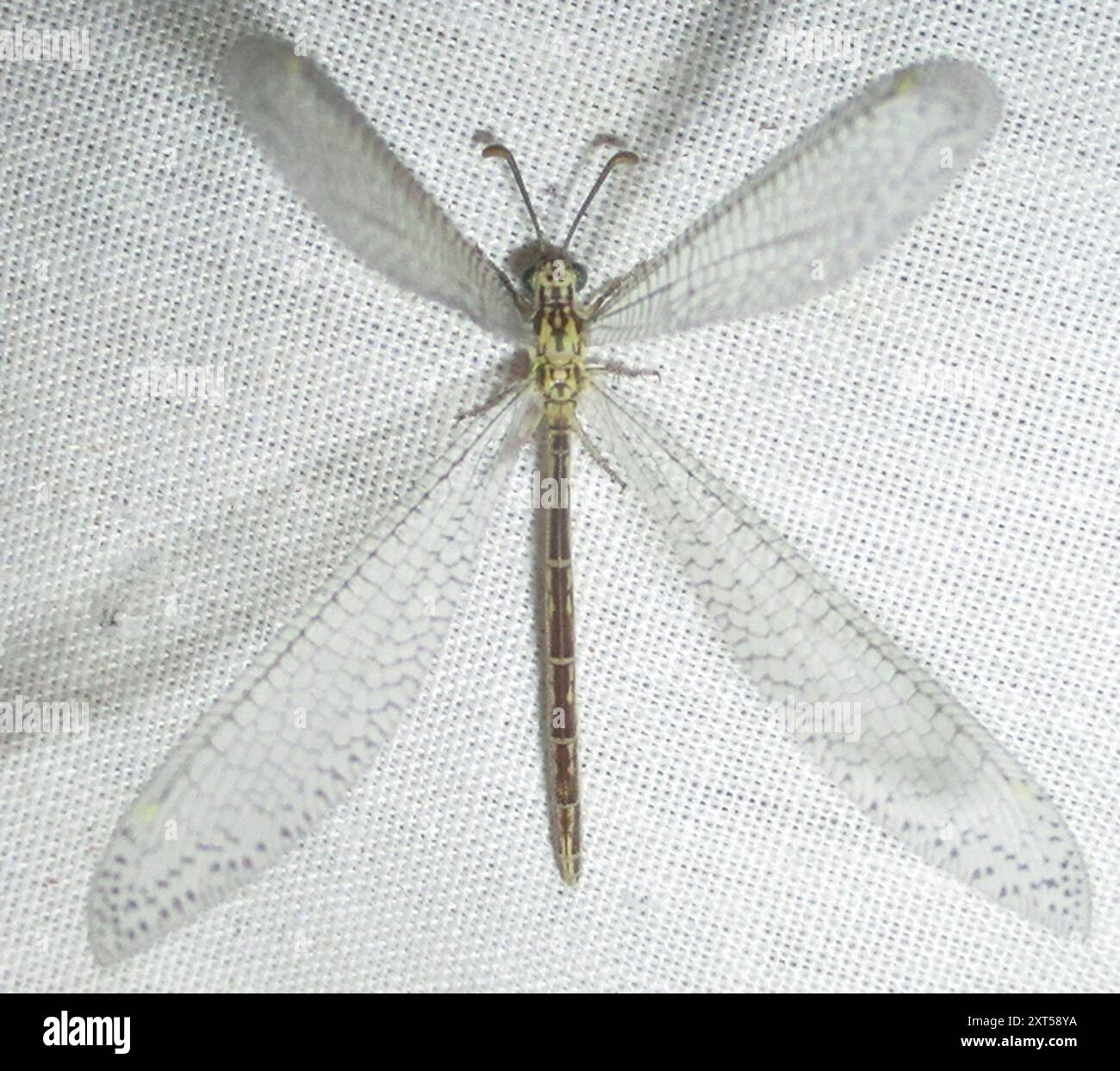 Antlions and Owlflies (Myrmeleontidae) Insecta Stock Photo - Alamy