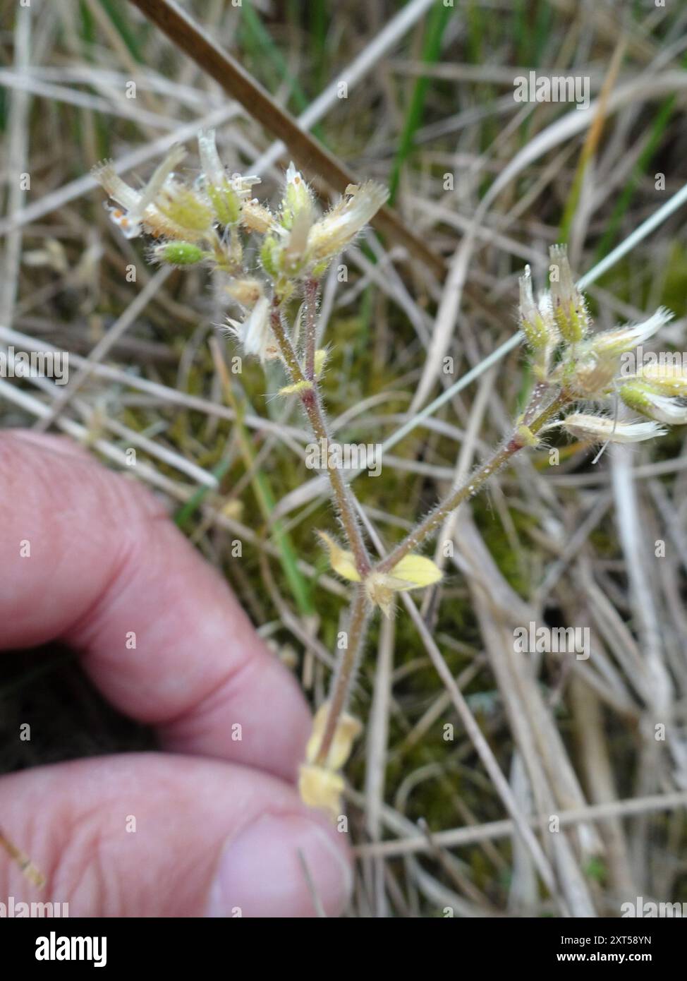 Sticky mouse-ear chickweed (Cerastium glomeratum) Plantae Stock Photo ...