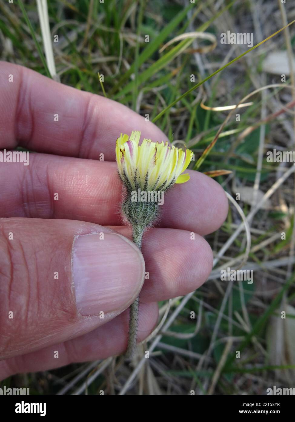 mouse-eared hawkweed (Pilosella officinarum) Plantae Stock Photo - Alamy