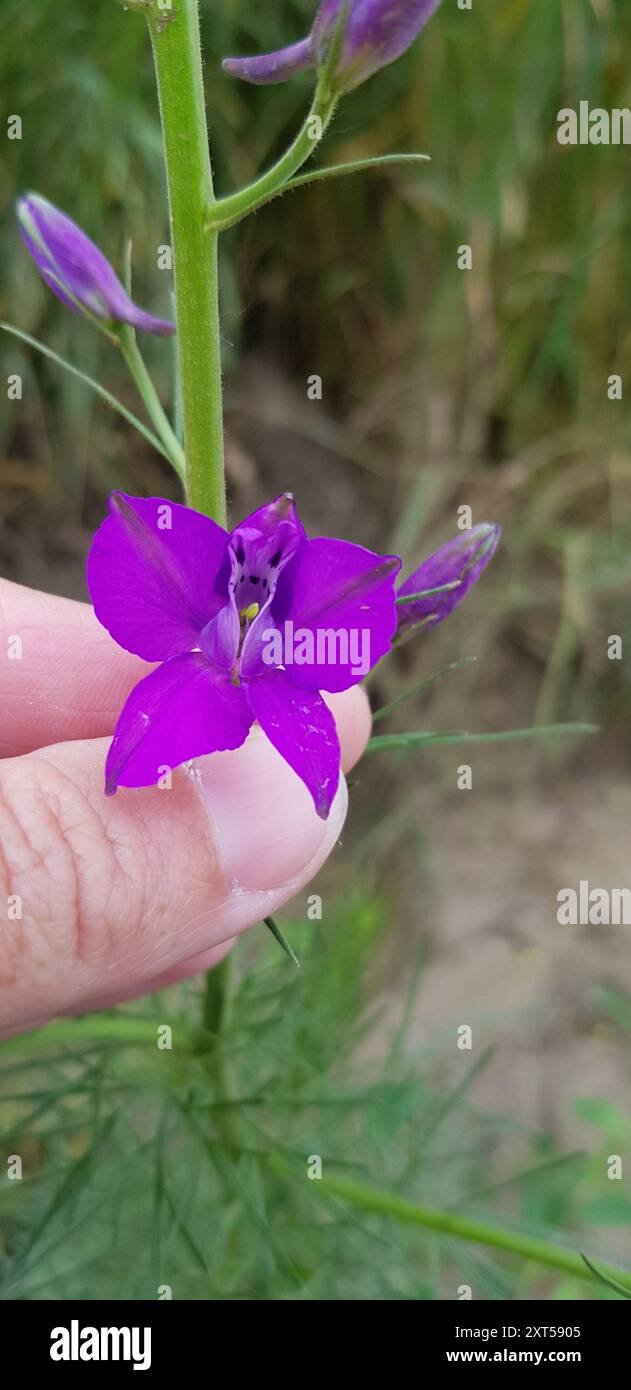 Eastern Larkspur (Consolida orientalis) Plantae Stock Photo - Alamy