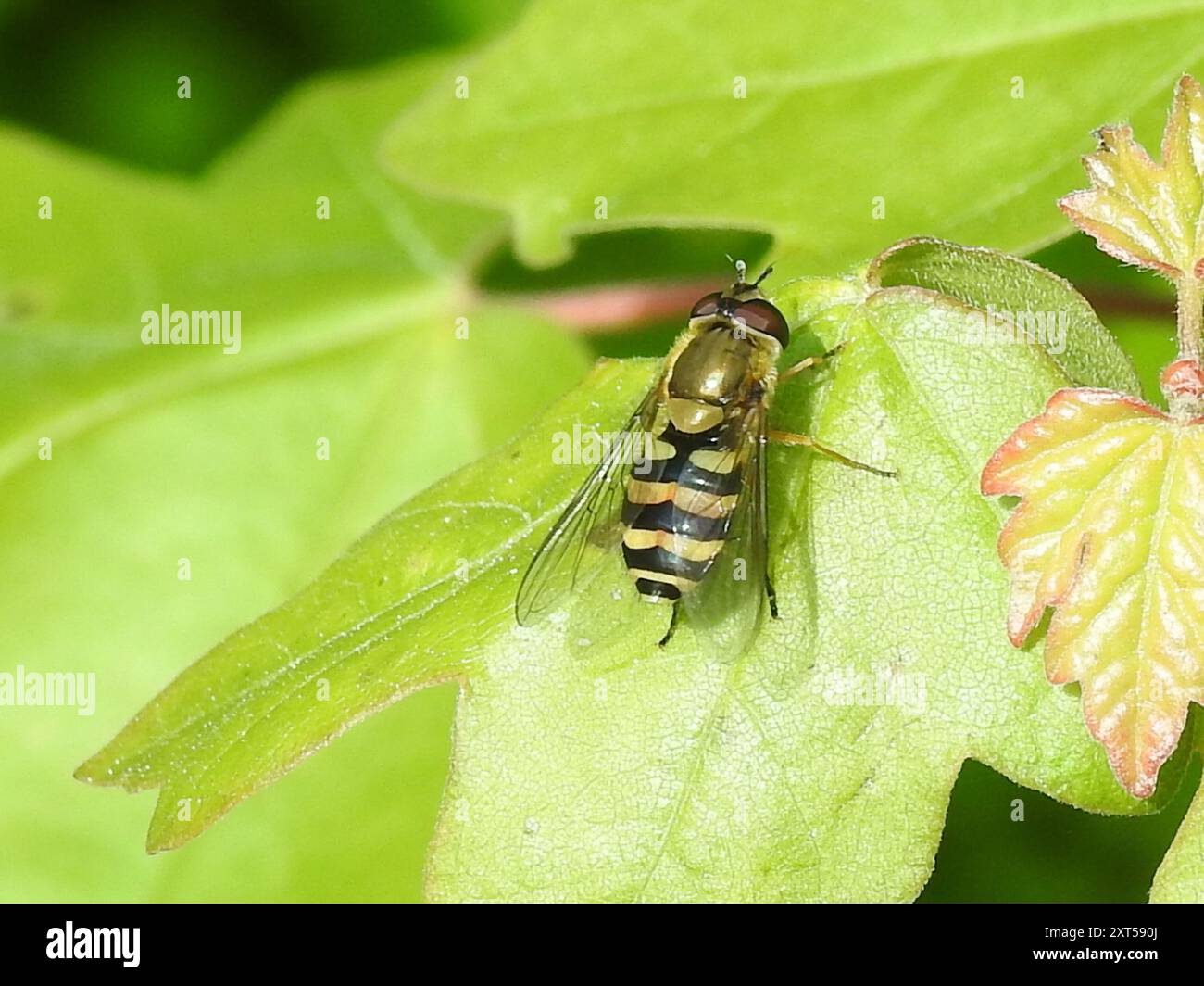 Common Flower Flies (Syrphus) Insecta Stock Photo - Alamy