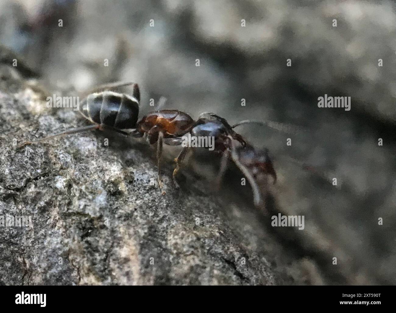 Western Velvety Tree Ant (Liometopum occidentale) Insecta Stock Photo - Alamy