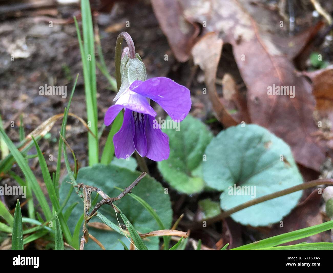violets (Viola) Plantae Stock Photo - Alamy