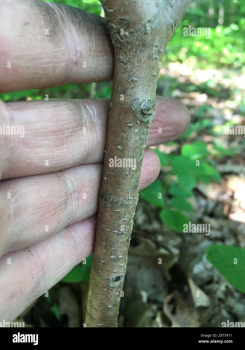 Amur Corktree (Phellodendron amurense) Plantae Stock Photo - Alamy