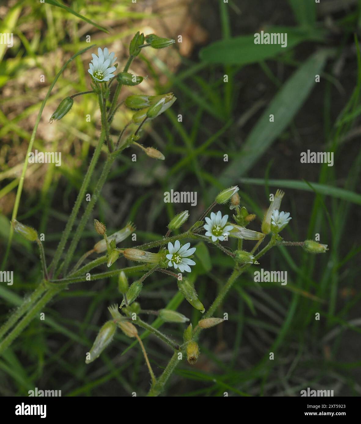 Common mouse-ear chickweed (Cerastium fontanum) Plantae Stock Photo - Alamy
