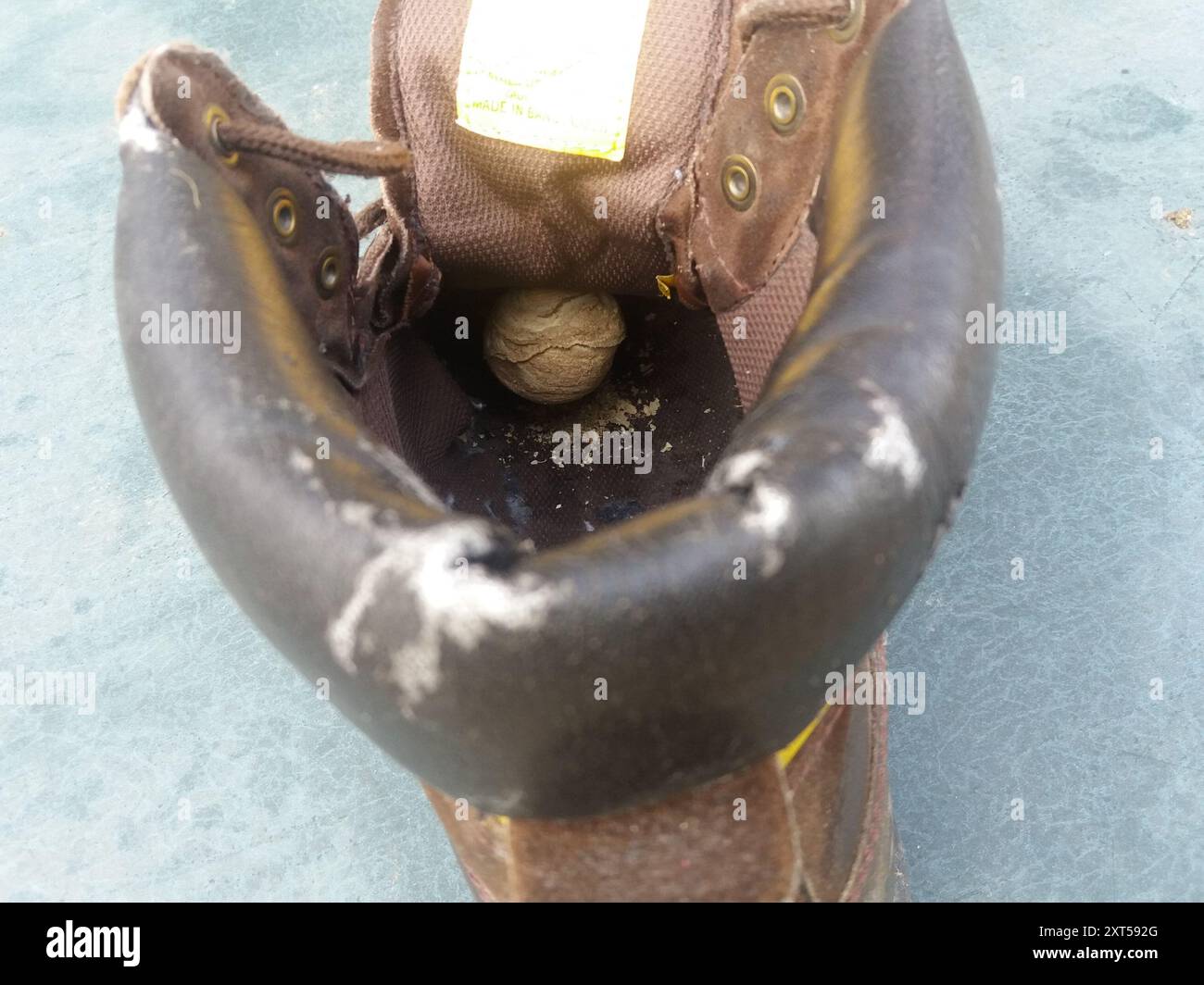 Hornets and Yellowjackets (Vespinae) Insecta Stock Photo - Alamy