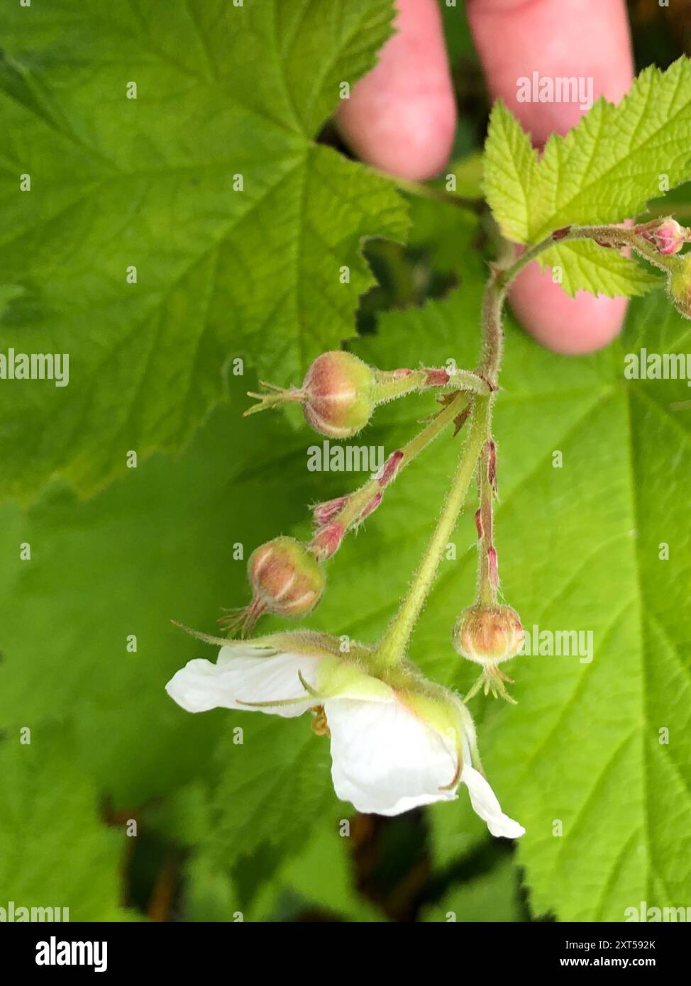 thimbleberry (Rubus parviflorus) Plantae Stock Photo - Alamy