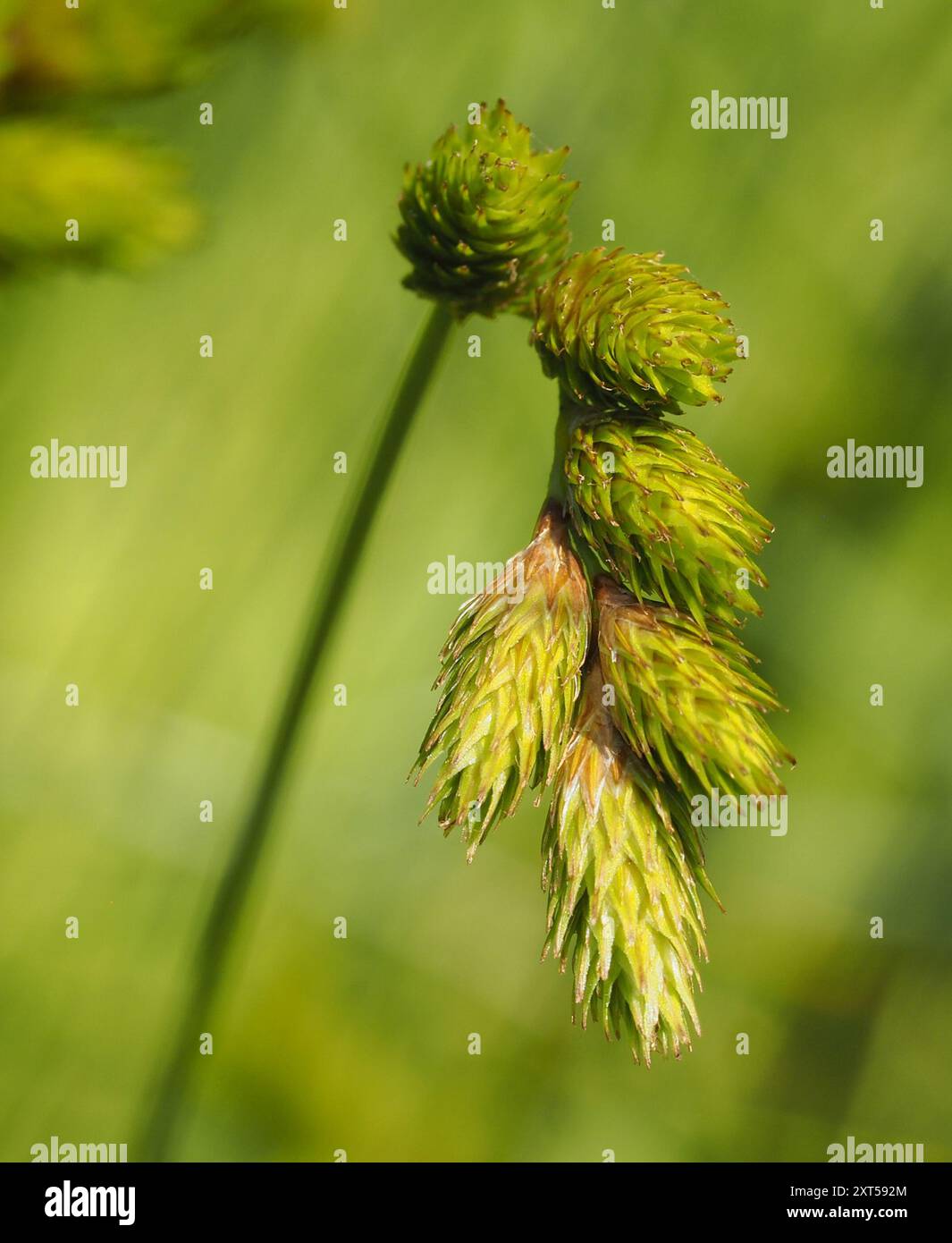 pointed broom sedge (Carex scoparia) Plantae Stock Photo - Alamy