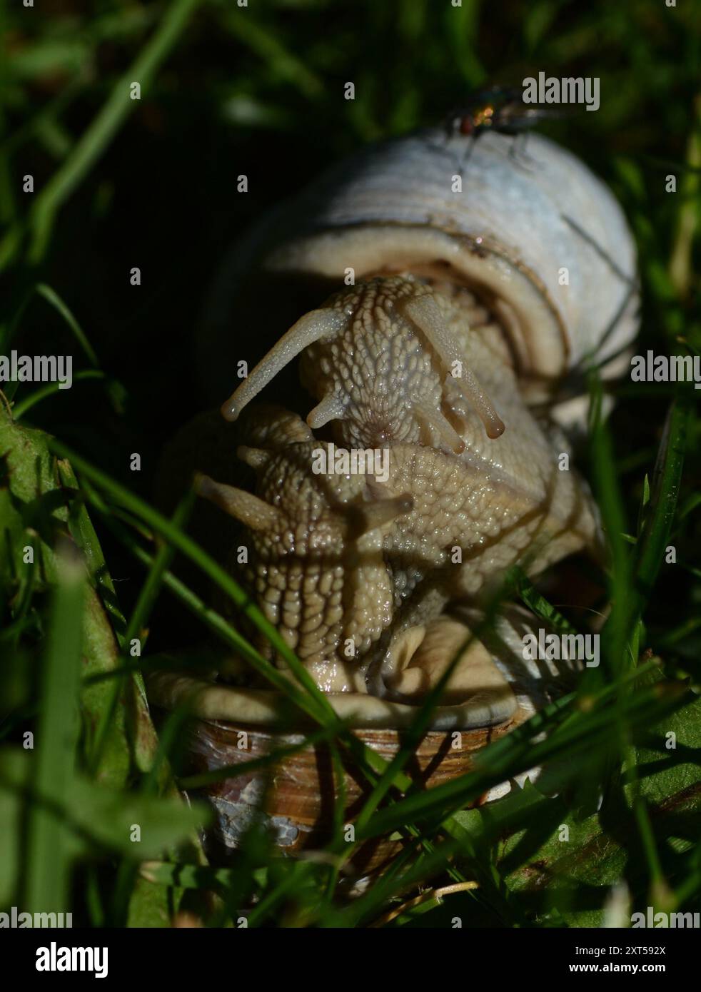 Roman Snail (Helix pomatia) Mollusca Stock Photo - Alamy