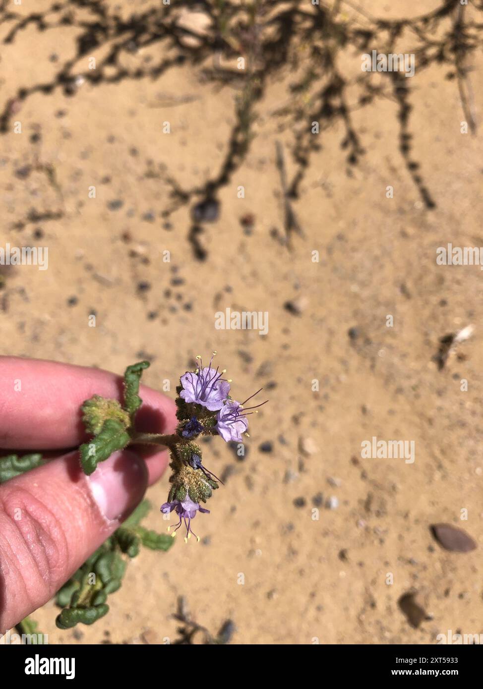Notch-leaf Scorpionweed (Phacelia crenulata) Plantae Stock Photo - Alamy