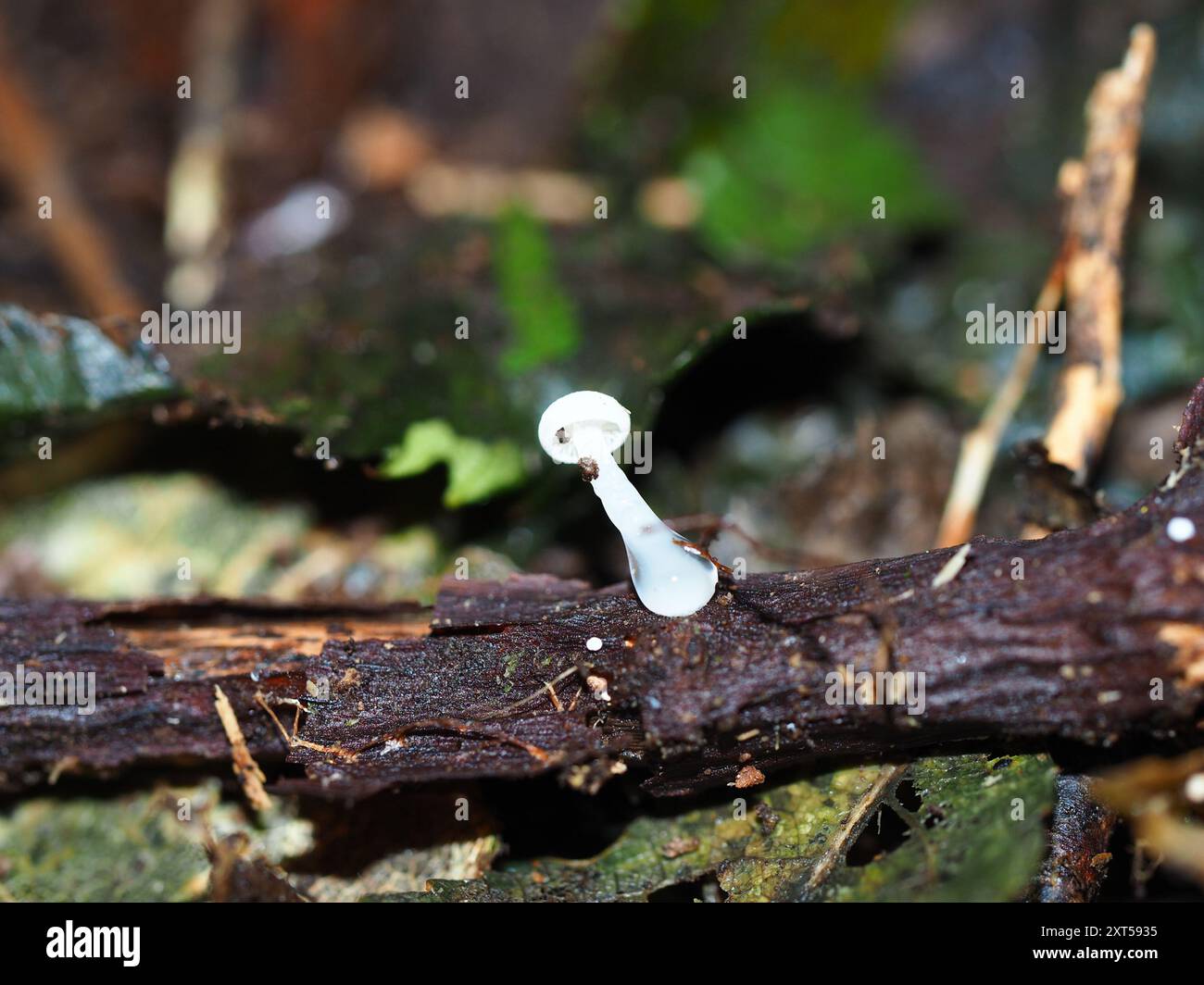 Austral Dripping Bonnet (Roridomyces austrororidus) Fungi Stock Photo ...