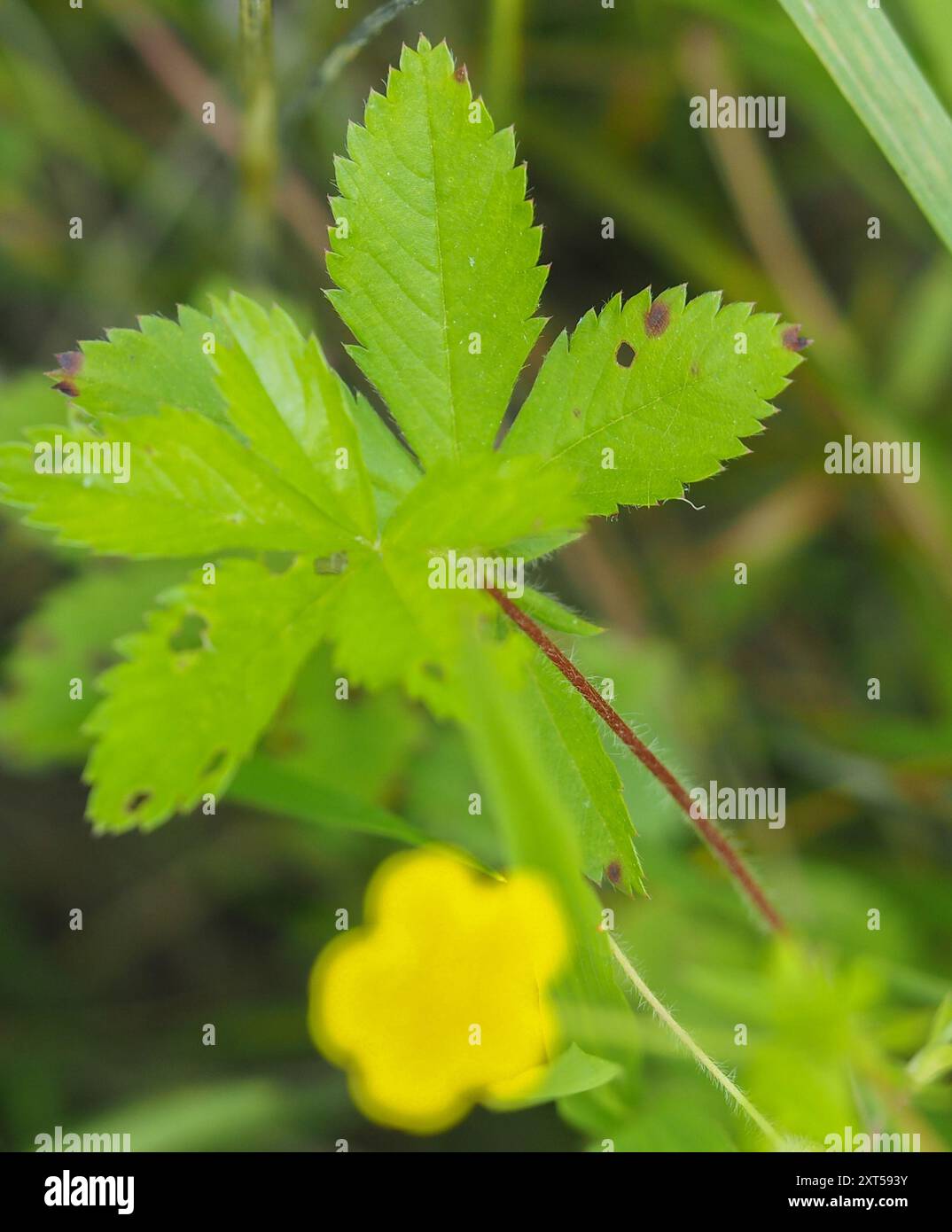 common cinquefoil (Potentilla simplex) Plantae Stock Photo - Alamy