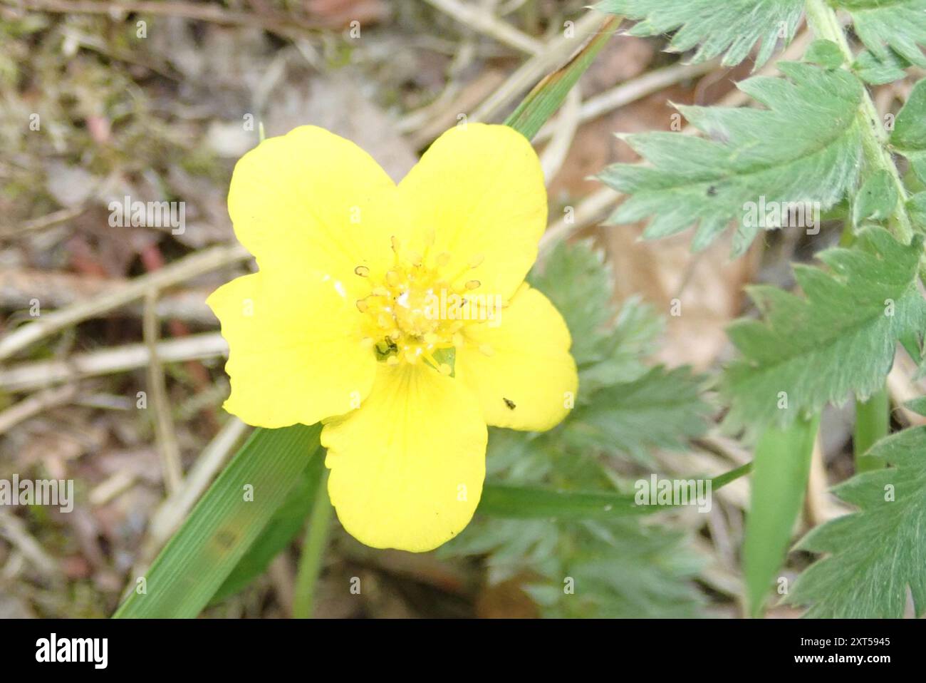 common silverweed (Argentina anserina) Plantae Stock Photo - Alamy