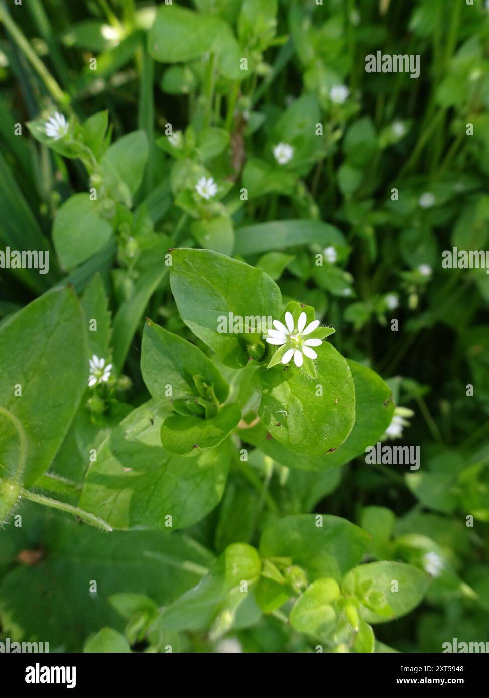 common chickweed (Stellaria media) Plantae Stock Photo - Alamy