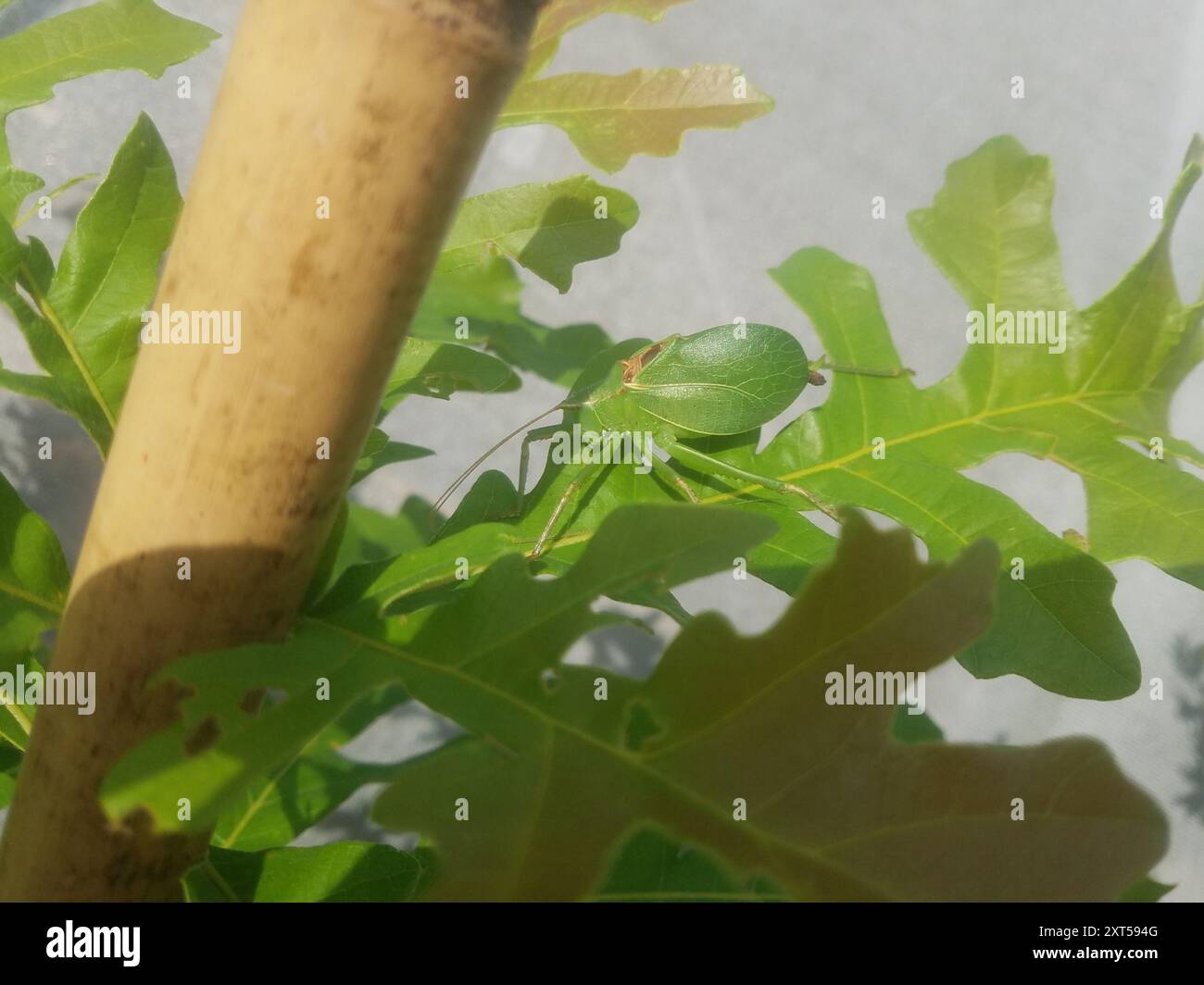 Central Texas Leaf-Katydid (Paracyrtophyllus robustus) Insecta Stock ...