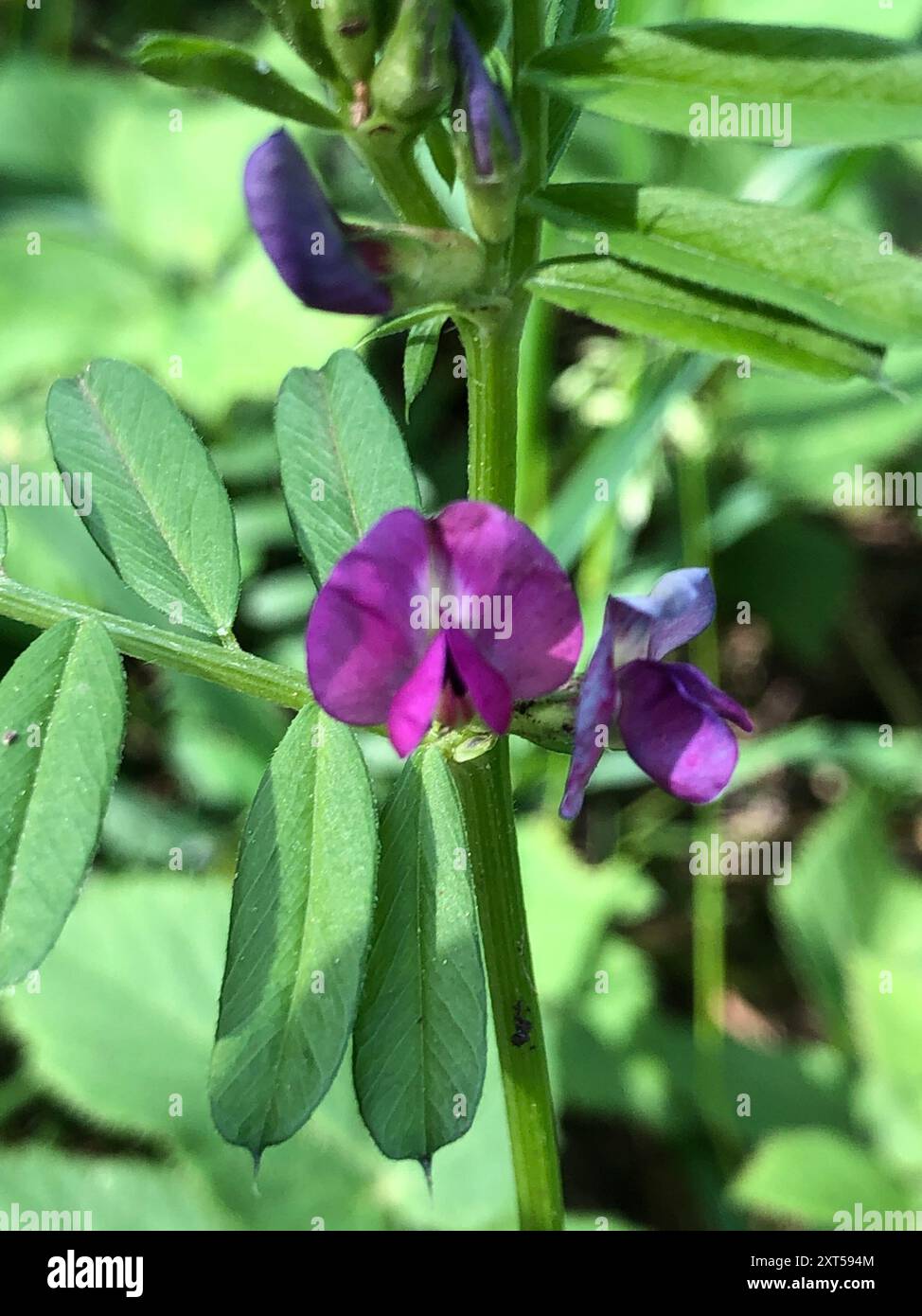 Common Vetch (Vicia sativa) Plantae Stock Photo - Alamy