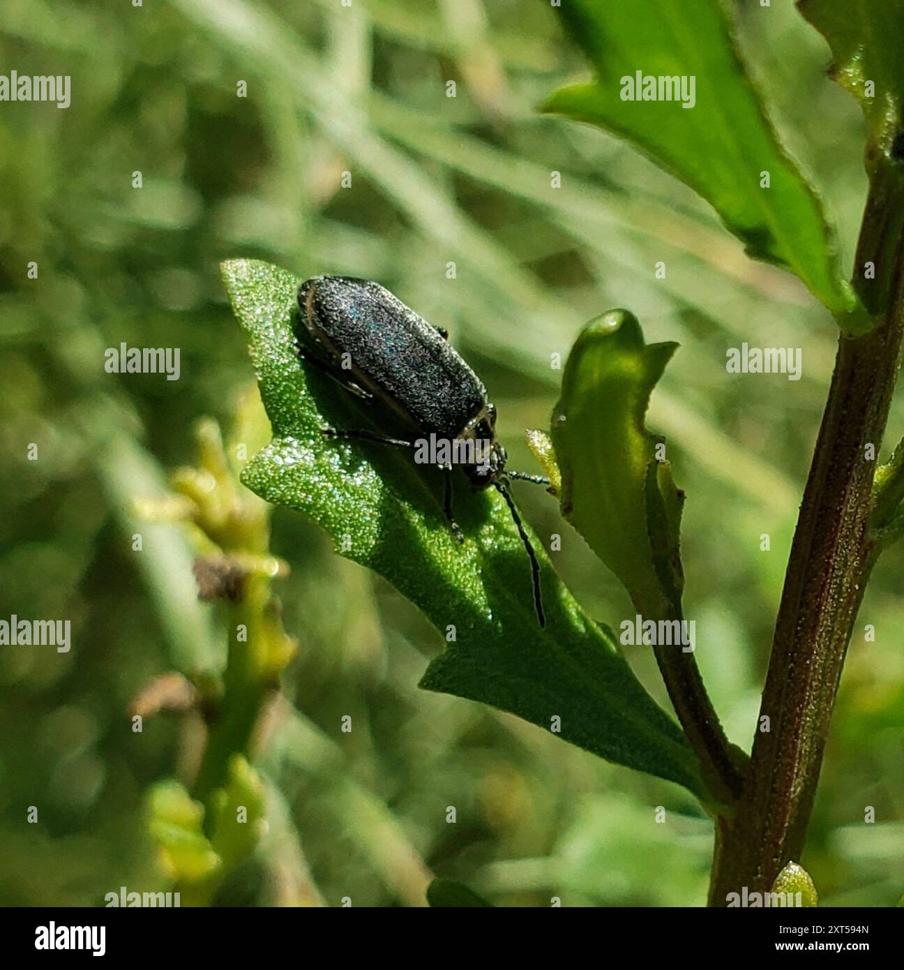Beetles (Coleoptera) Insecta Stock Photo - Alamy