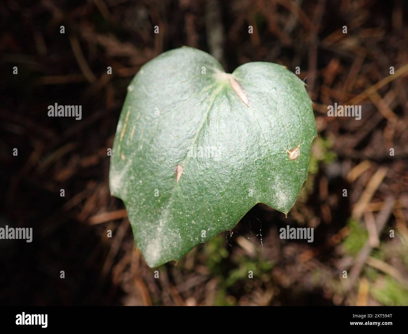 Cascade Oregon-grape (Berberis nervosa) Plantae Stock Photo - Alamy