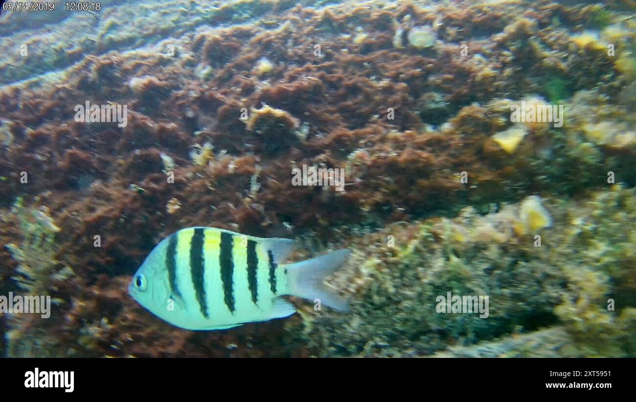Atlantic Sergeant Major (Abudefduf saxatilis) Actinopterygii Stock ...