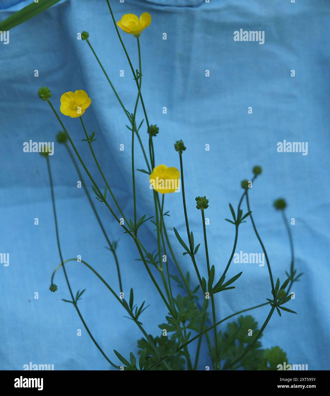 bulbous buttercup (Ranunculus bulbosus) Plantae Stock Photo - Alamy