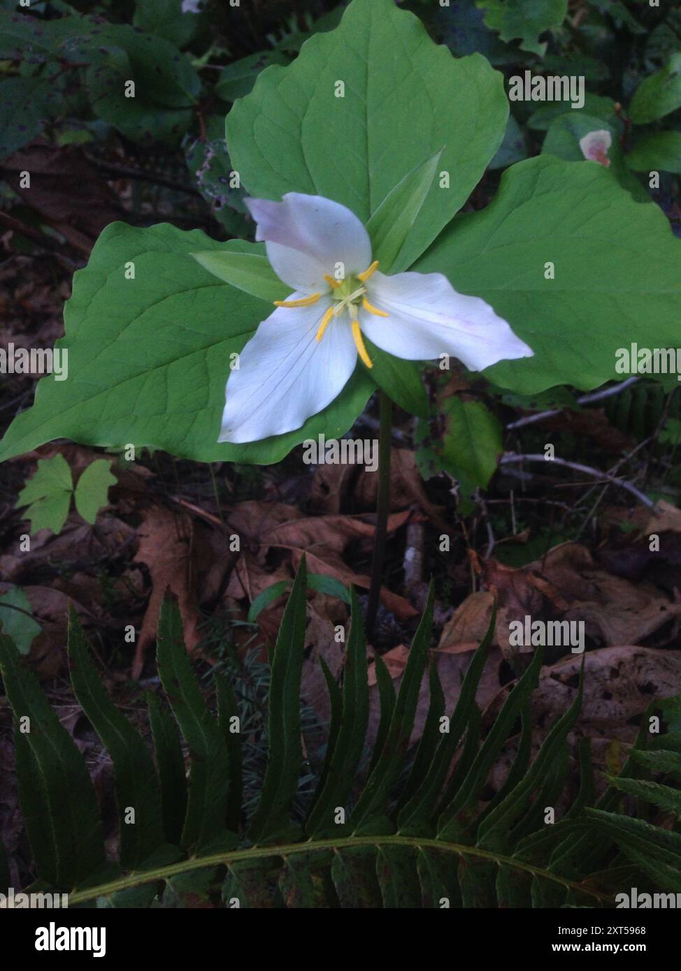 Pacific trillium (Trillium ovatum) Plantae Stock Photo - Alamy