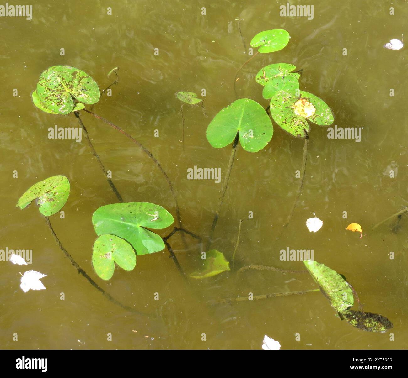 spatterdock (Nuphar advena) Plantae Stock Photo - Alamy
