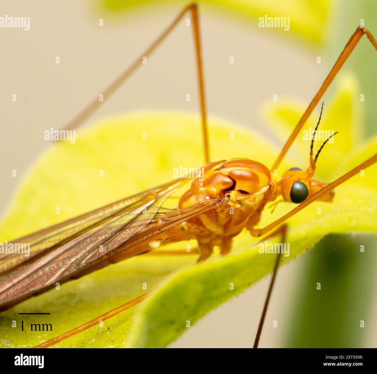 Large Crane Flies (Tipulidae) Insecta Stock Photo - Alamy
