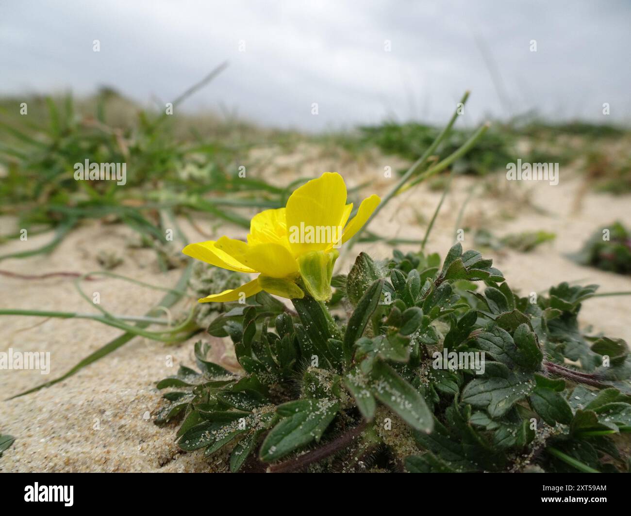 bulbous buttercup (Ranunculus bulbosus) Plantae Stock Photo - Alamy