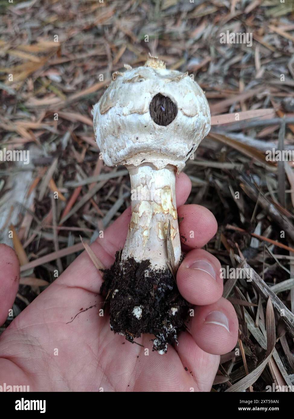 Gasteroid Agaricus (Agaricus deserticola) Fungi Stock Photo - Alamy