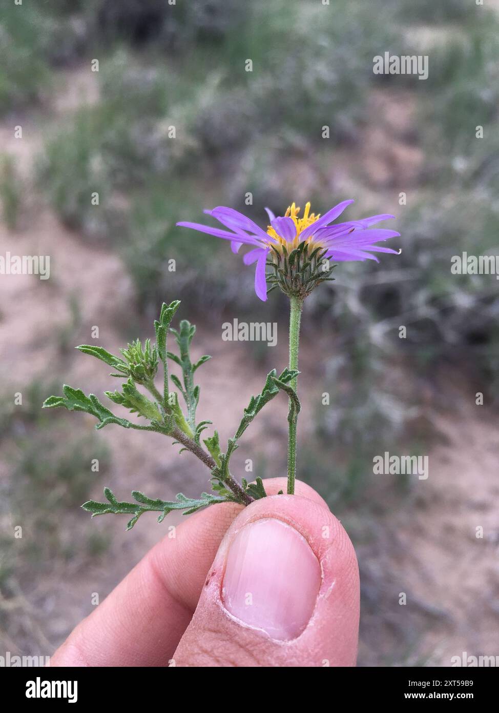 Tahoka daisy (Machaeranthera tanacetifolia) Plantae Stock Photo - Alamy
