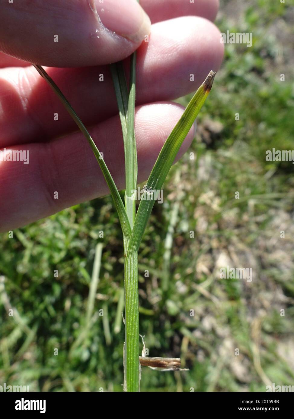 Divided Sedge (Carex divisa) Plantae Stock Photo - Alamy