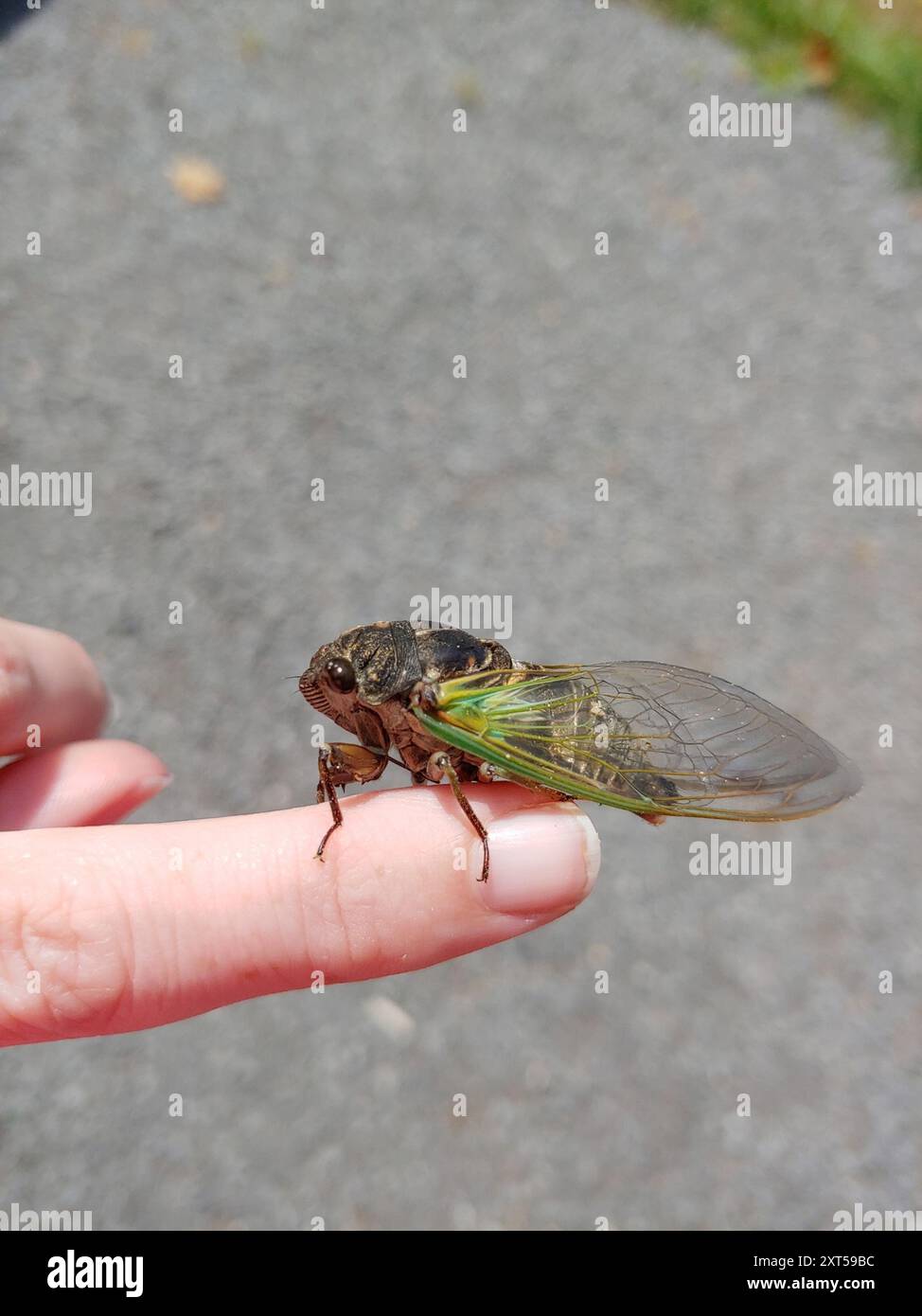 Lyric Cicada (Neotibicen lyricen) Insecta Stock Photo - Alamy