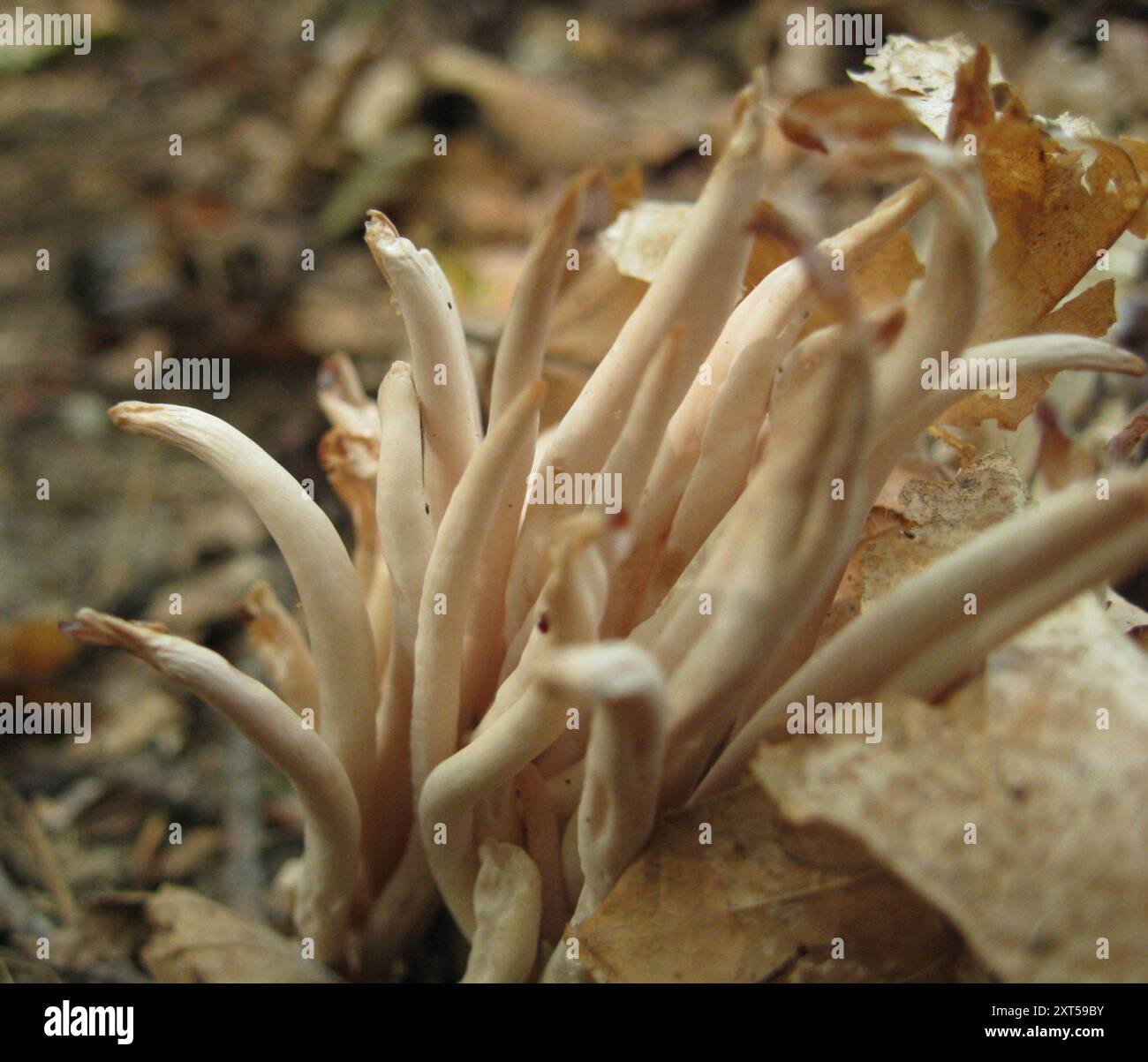 Smoky Spindles (Clavaria fumosa) Fungi Stock Photo - Alamy