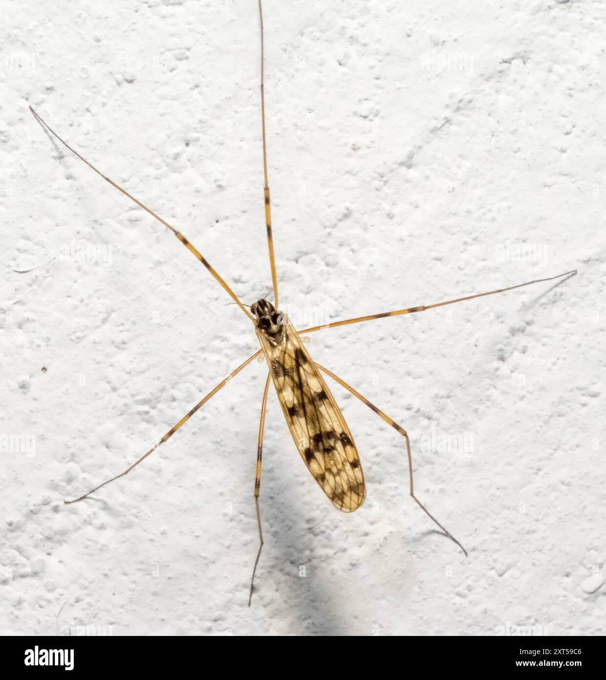 Large Crane Flies (Tipulidae) Insecta Stock Photo - Alamy