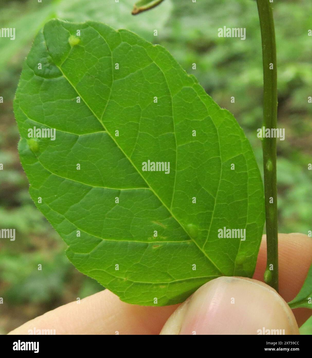 Ash Bead Gall Mite (Aceria fraxini) Arachnida Stock Photo - Alamy
