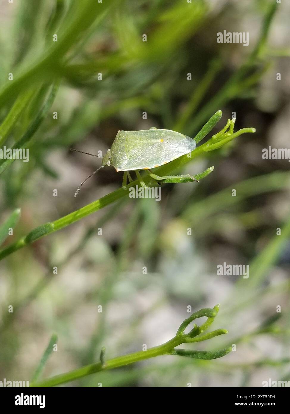 Red-shouldered Stink Bug (Thyanta custator) Insecta Stock Photo - Alamy