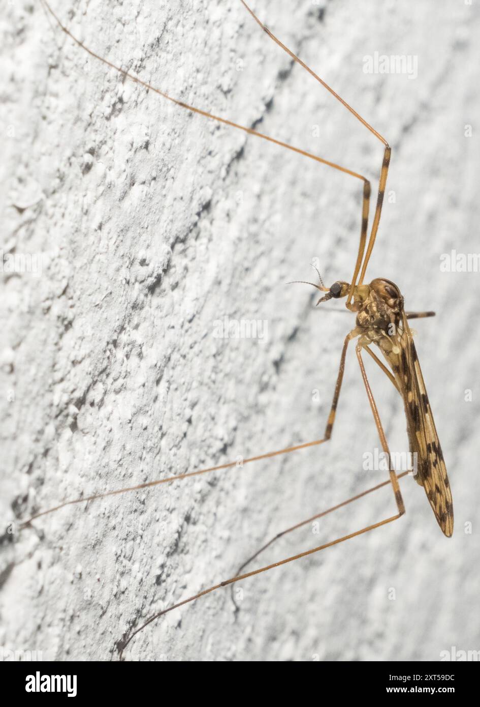 Large Crane Flies (Tipulidae) Insecta Stock Photo - Alamy