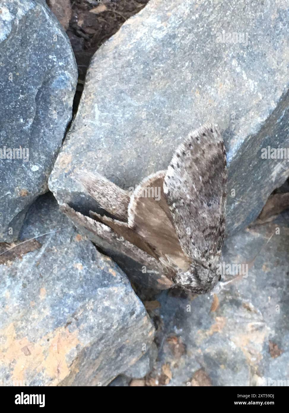 Variable Oakleaf Caterpillar Moth (Lochmaeus manteo) Insecta Stock ...