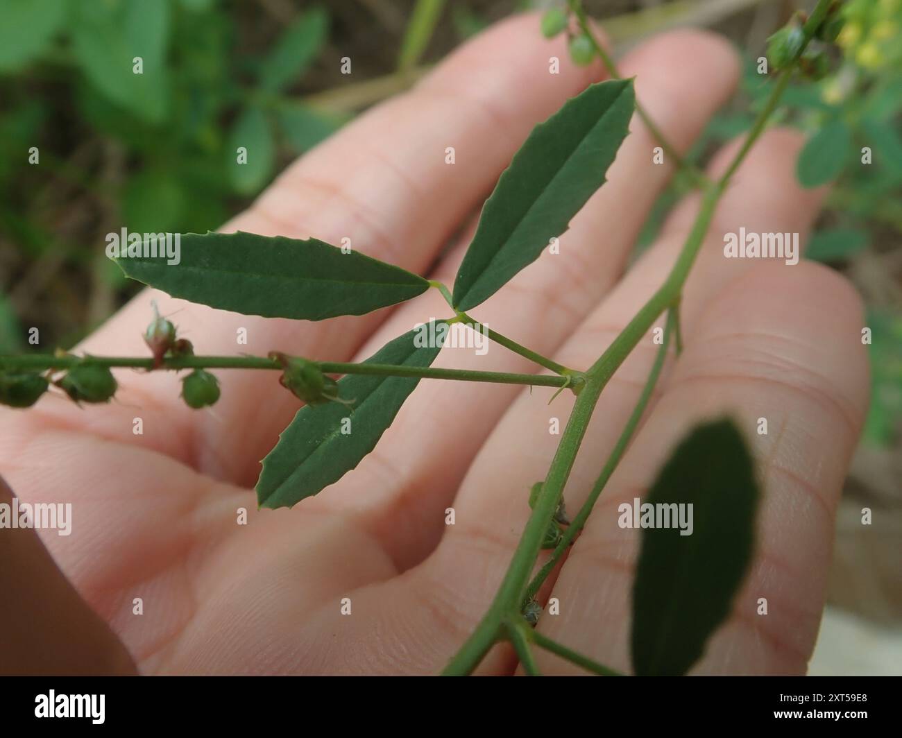 common yellow melilot (Melilotus suaveolens) Plantae Stock Photo - Alamy