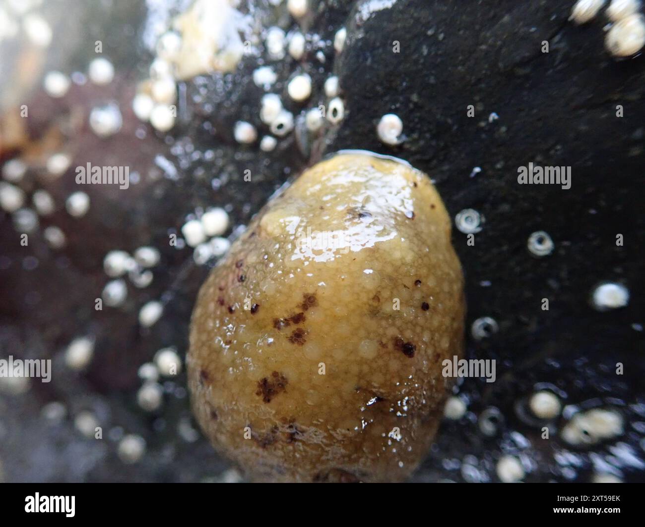 Monterey Dorid (Doris montereyensis) Mollusca Stock Photo - Alamy