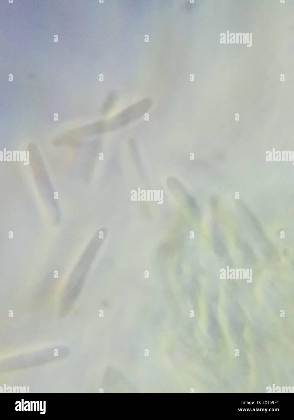 swamp beacon (Mitrula elegans) Fungi Stock Photo - Alamy