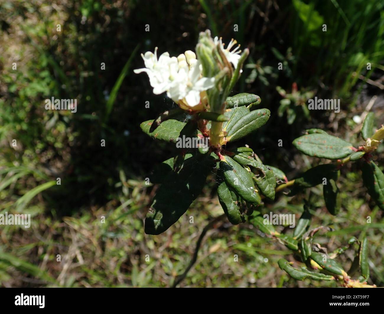 Bog Labrador Tea (Rhododendron groenlandicum) Plantae Stock Photo - Alamy