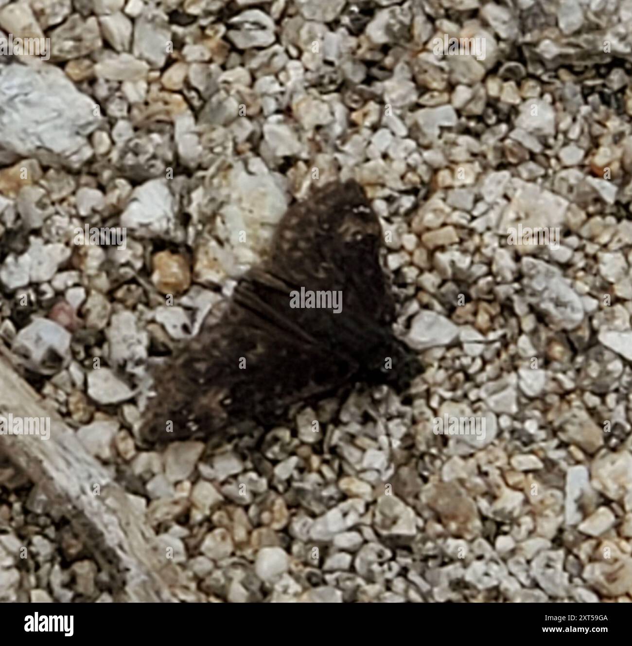 Funereal Duskywing (Erynnis funeralis) Insecta Stock Photo - Alamy